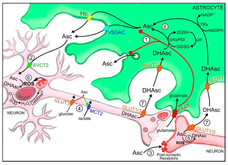 Old Things New View: Ascorbic Acid Protects the Brain in ...