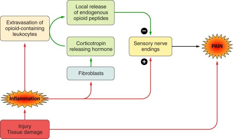 Neuroimmune Interactions: From the Brain to the Immune System and Vice ...