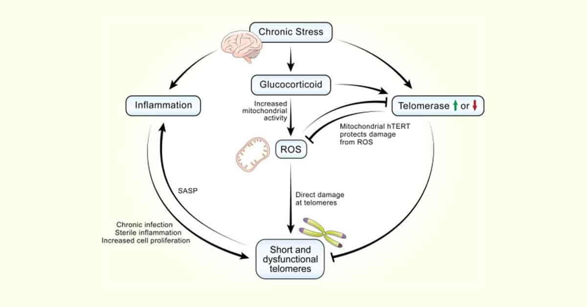 Stress and telomere shortening: Insights from cellular mechanisms ...